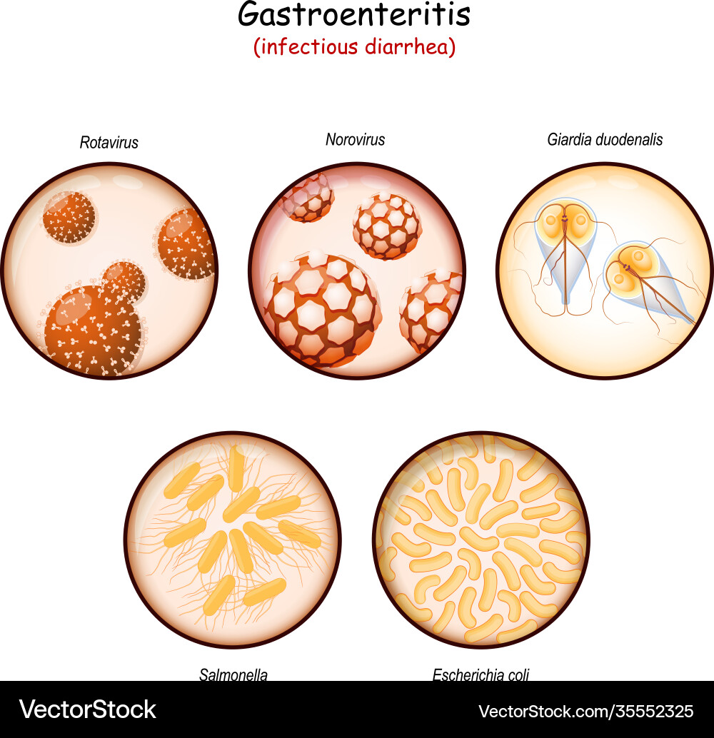 Infectious diarrhea close-up pathogens Royalty Free Vector