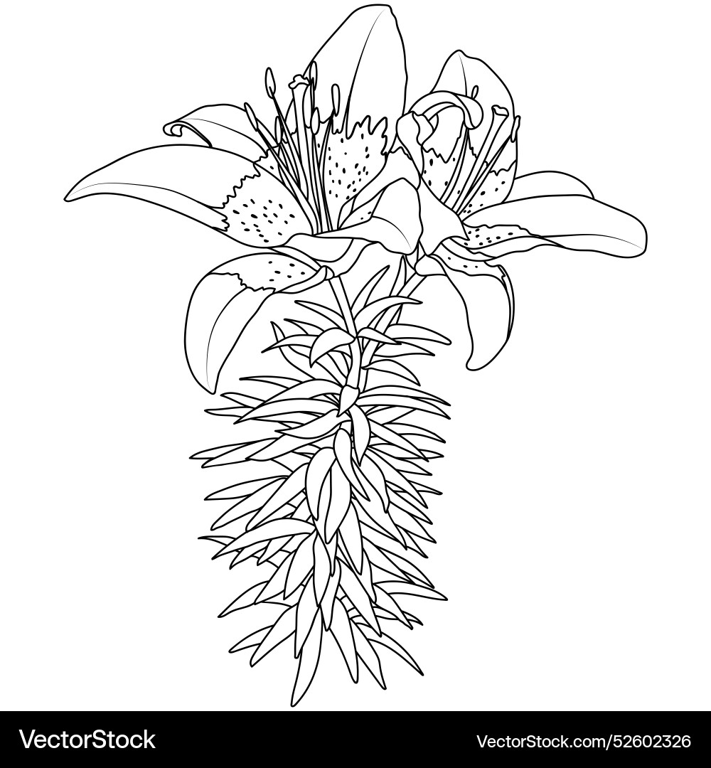 Outline stargazer oriental lily flower Royalty Free Vector
