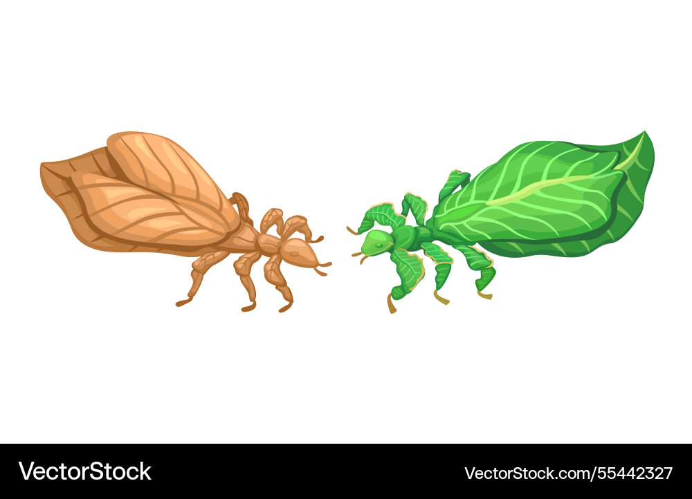 Leaf insect phasmid animal species set cartoon Vector Image