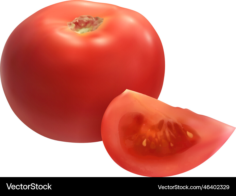 Realistic tomato Royalty Free Vector Image - VectorStock