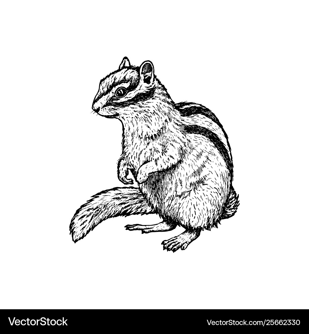 Hand drawn chipmunk sketch Royalty Free Vector Image