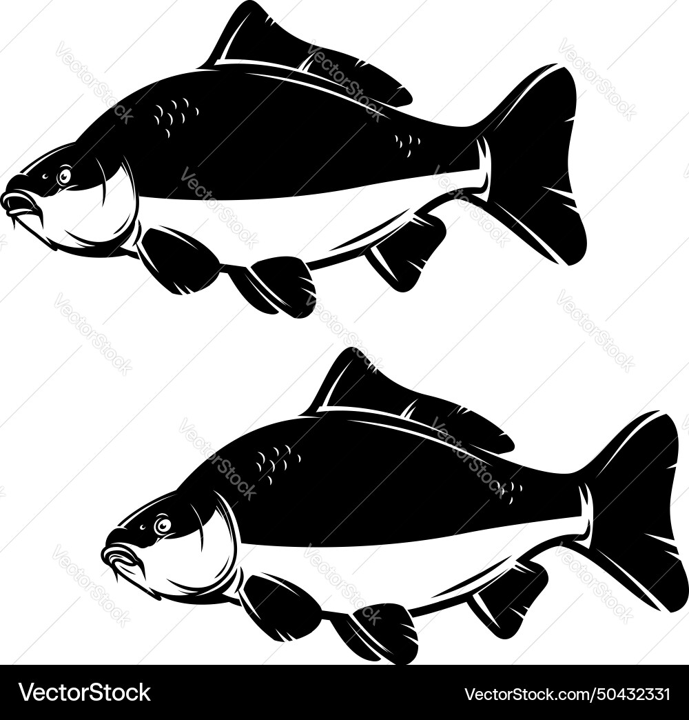 Carp fish in monochrome style isolated Royalty Free Vector