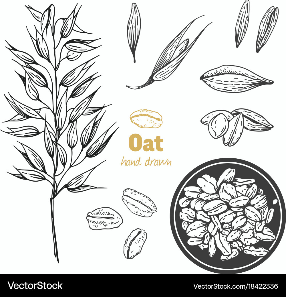 Oat Porridge Vector Images (over 1,900)