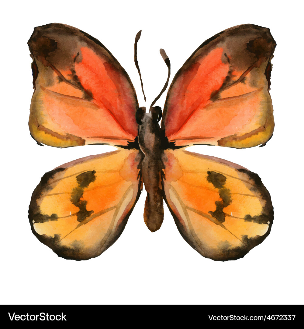 Orange butterfly Royalty Free Vector Image - VectorStock