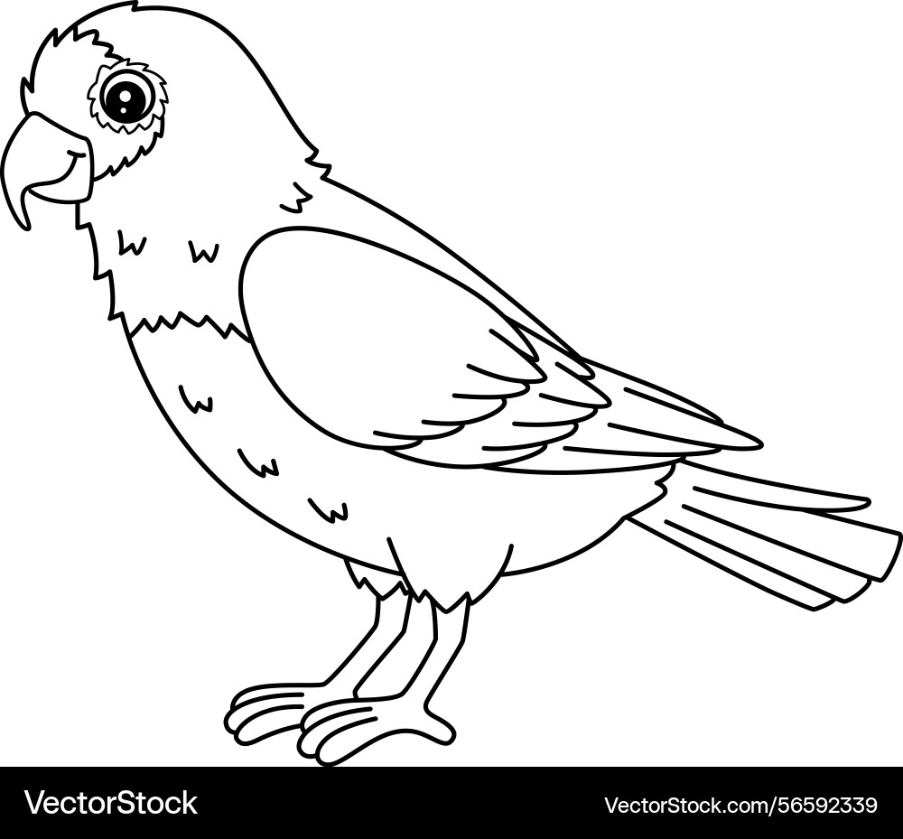 Bird conure isolated coloring page for kids Vector Image
