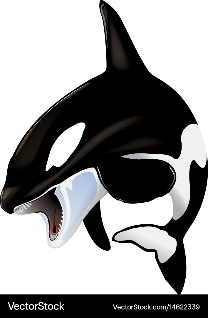 Orca Royalty Free Vector Image - VectorStock