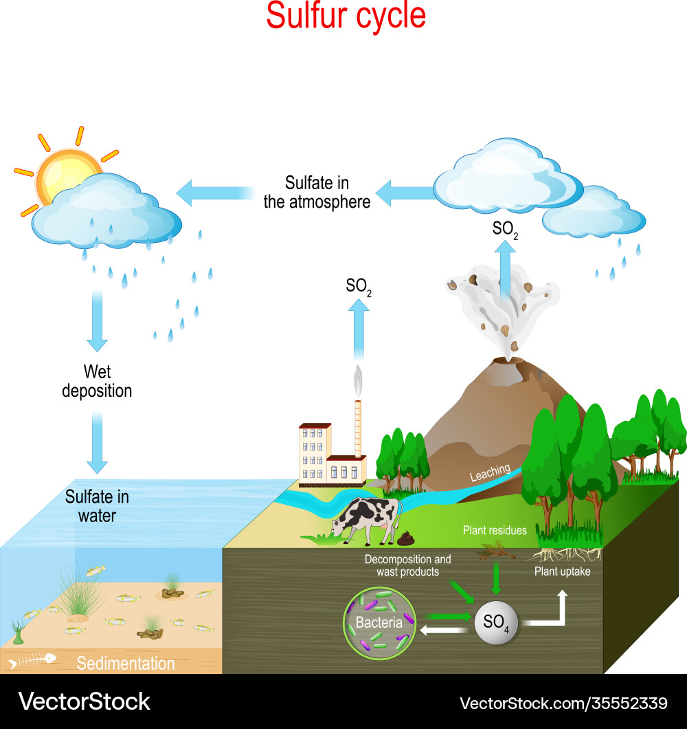 Sulfur cycle biogeochemical Royalty Free Vector Image