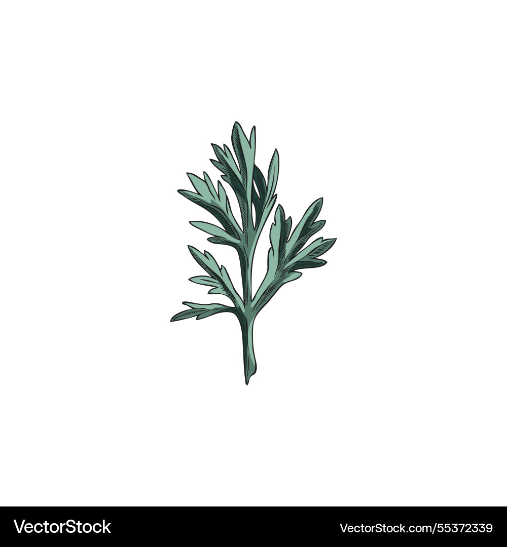 Wormwood leaf sketch hand drawn wild sagebrush Vector Image
