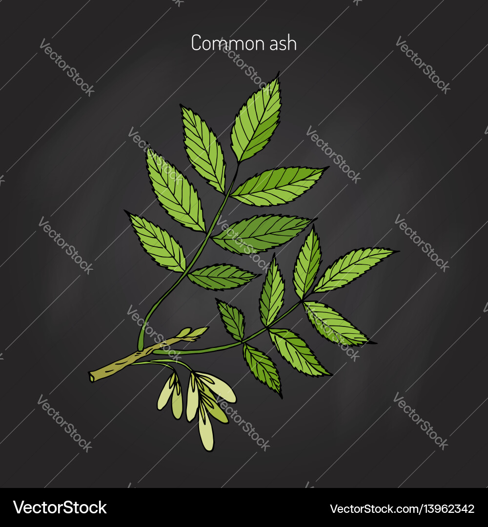 Ash Branch with Leaves Royalty Free Vector Image