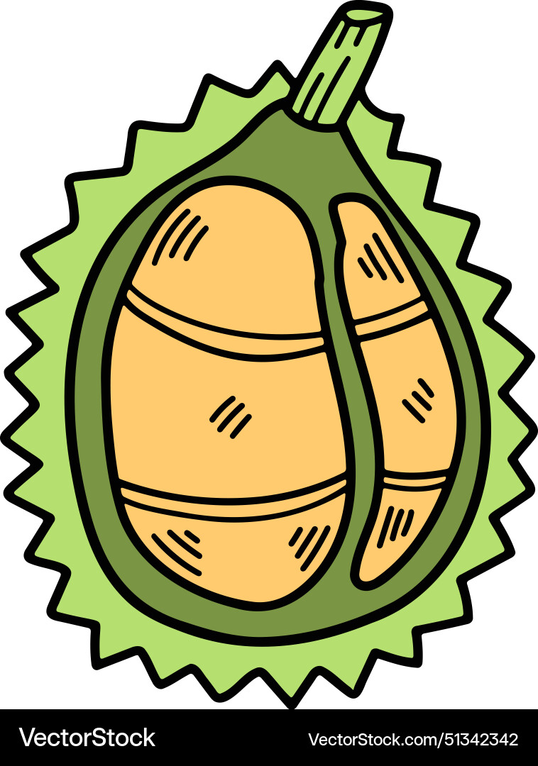 Hand drawn delicious durian in line style Vector Image