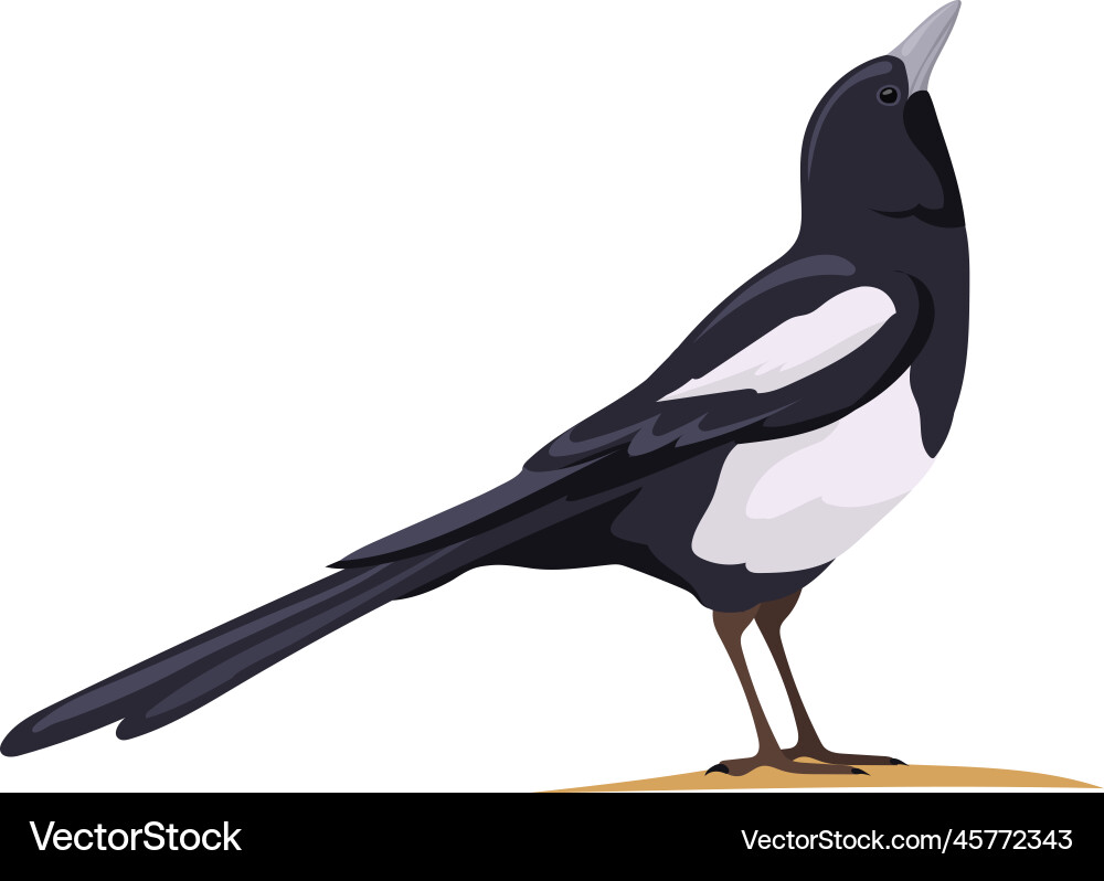 Magpie stand on ground bird looking up Royalty Free Vector