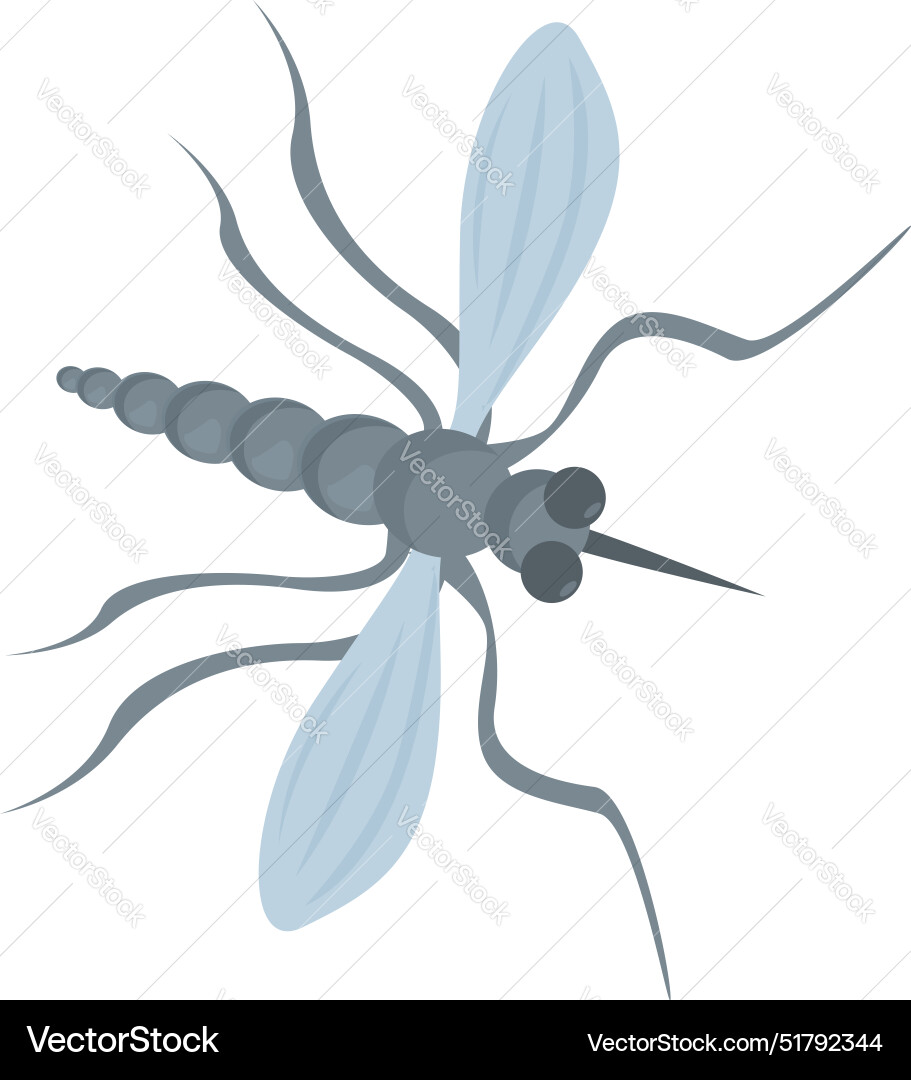 Big grey mosquito spreading malaria flying insect Vector Image