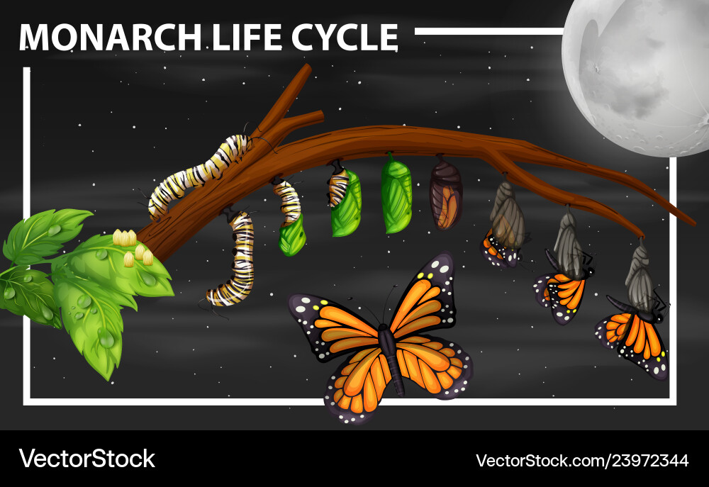 Monarch life cycle diagram Royalty Free Vector Image