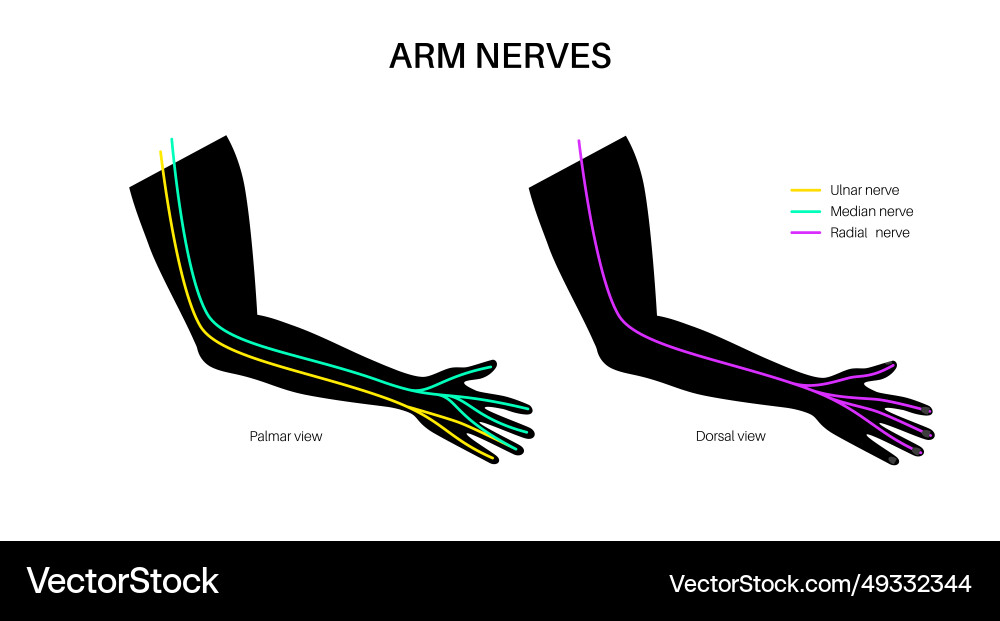 Nerves of the hand Royalty Free Vector Image - VectorStock