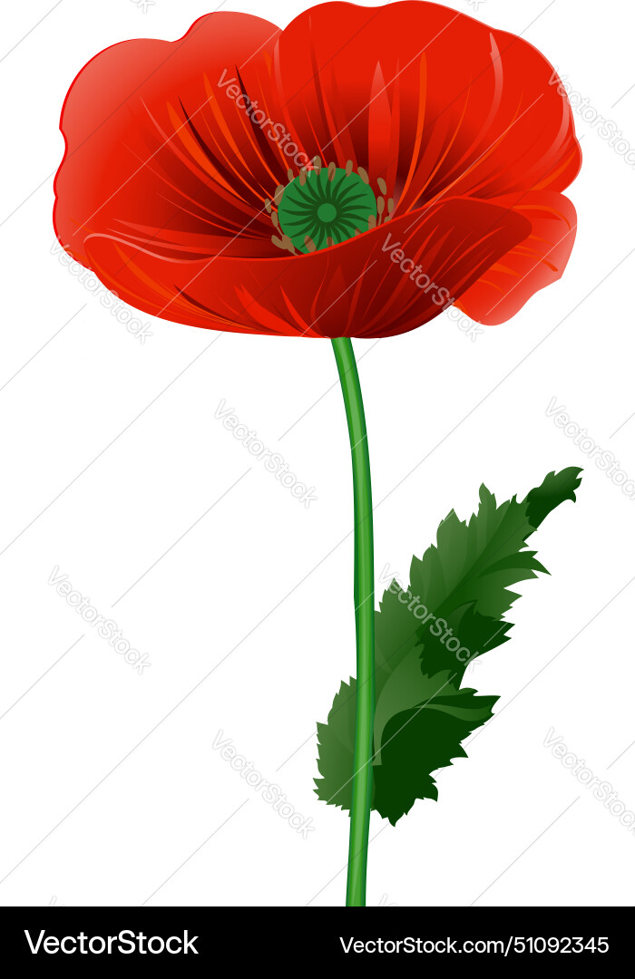 Realistic red poppy flower - isolated on Vector Image