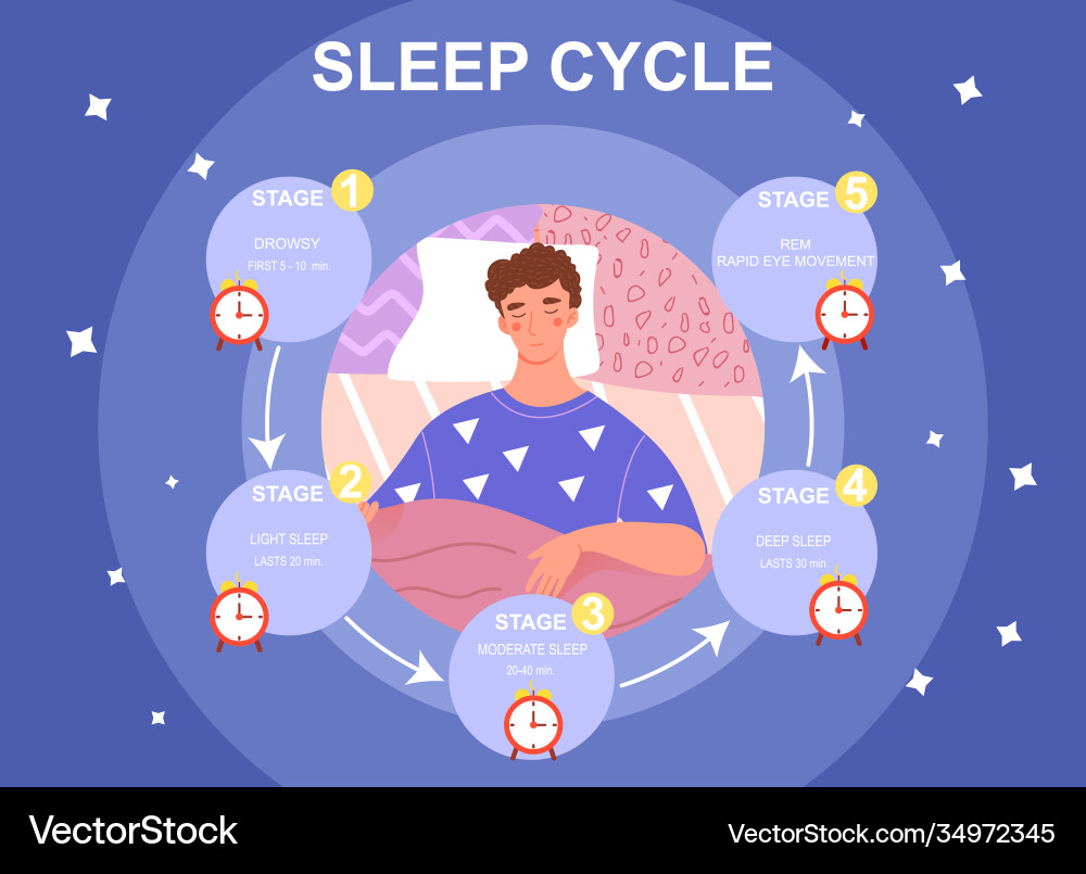Sleep cycle infrographics Royalty Free Vector Image