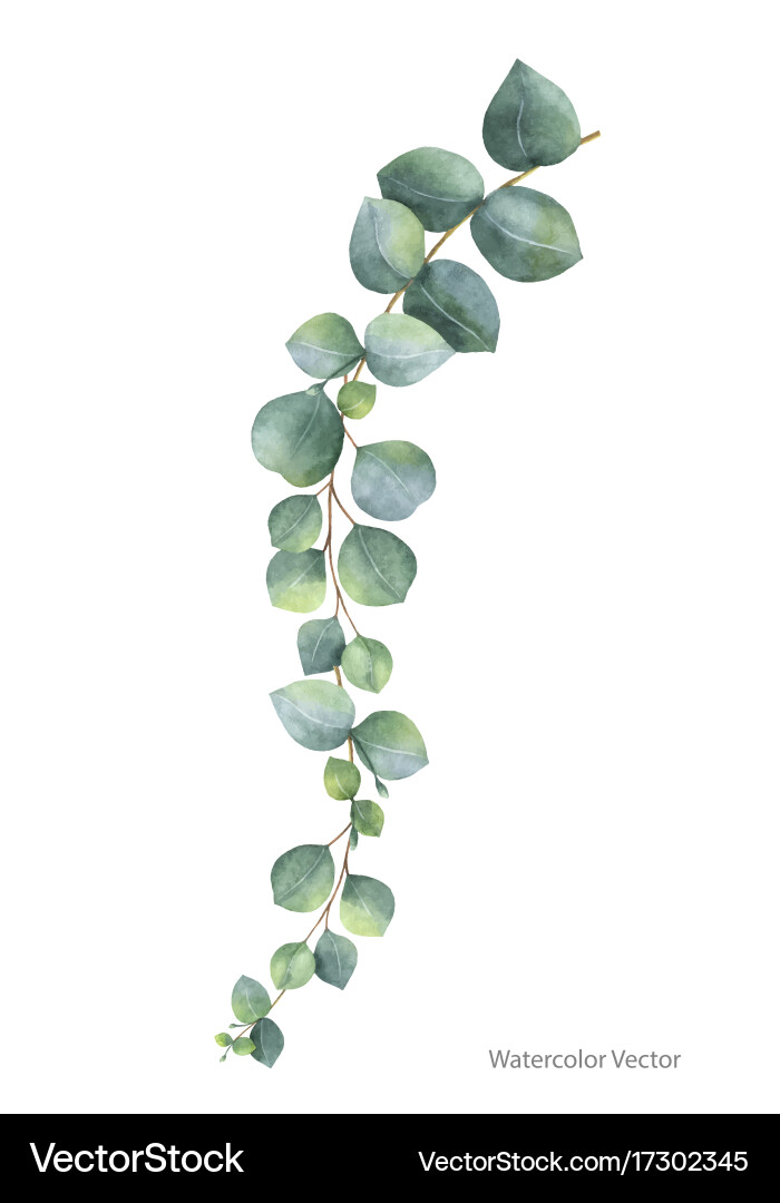 Gum Leaves Vector Images (over 640)