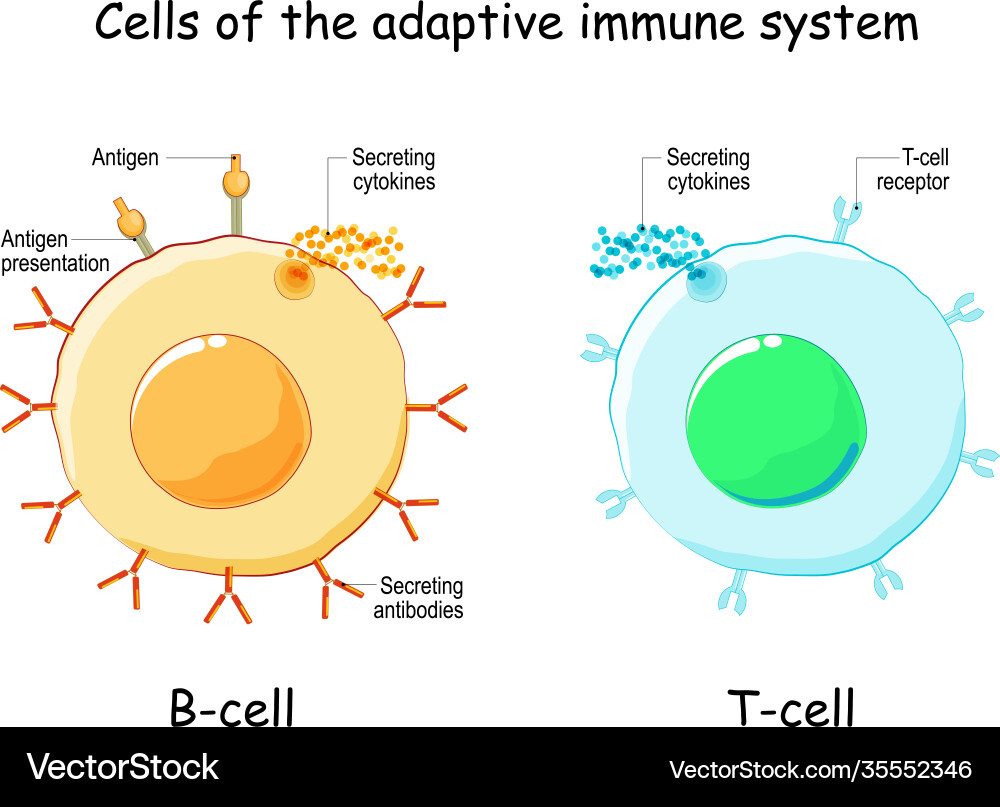 B-cell and t-cell adaptive immune system Vector Image