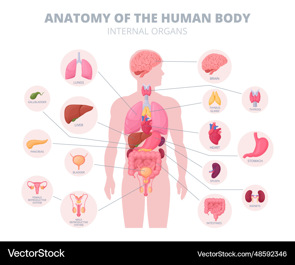 Cartoon internal organs infographic human body Vector Image