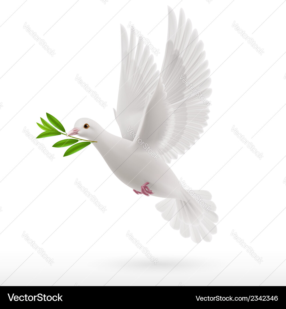 Fly dove Royalty Free Vector Image - VectorStock