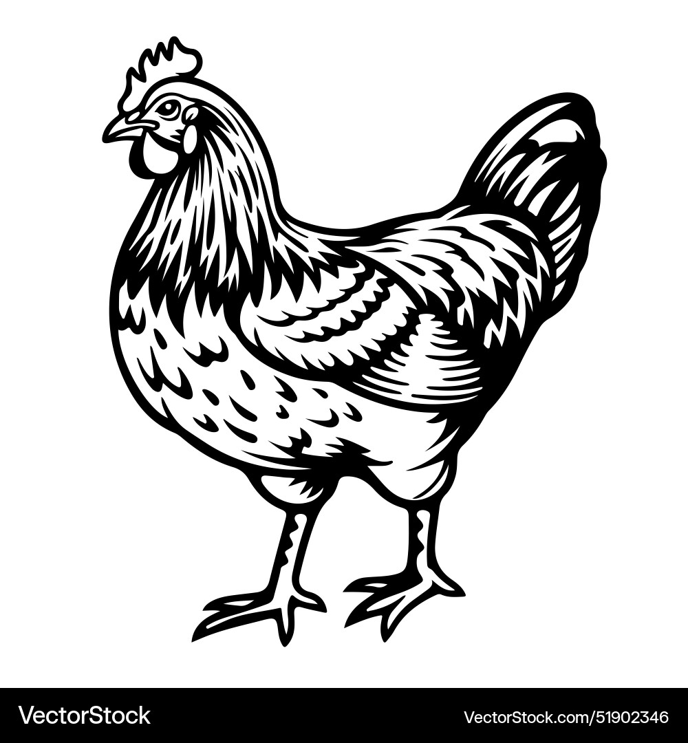 Hen Vector Images (over 43,000)