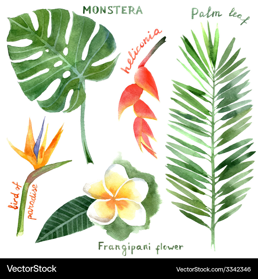 Tropical Watercolor Plant Collection Royalty Free Vector