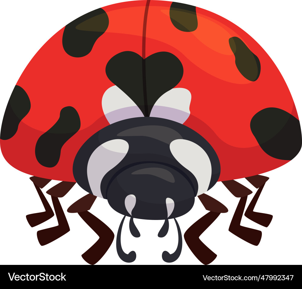 Ladybug front view coccinellid red insect Vector Image