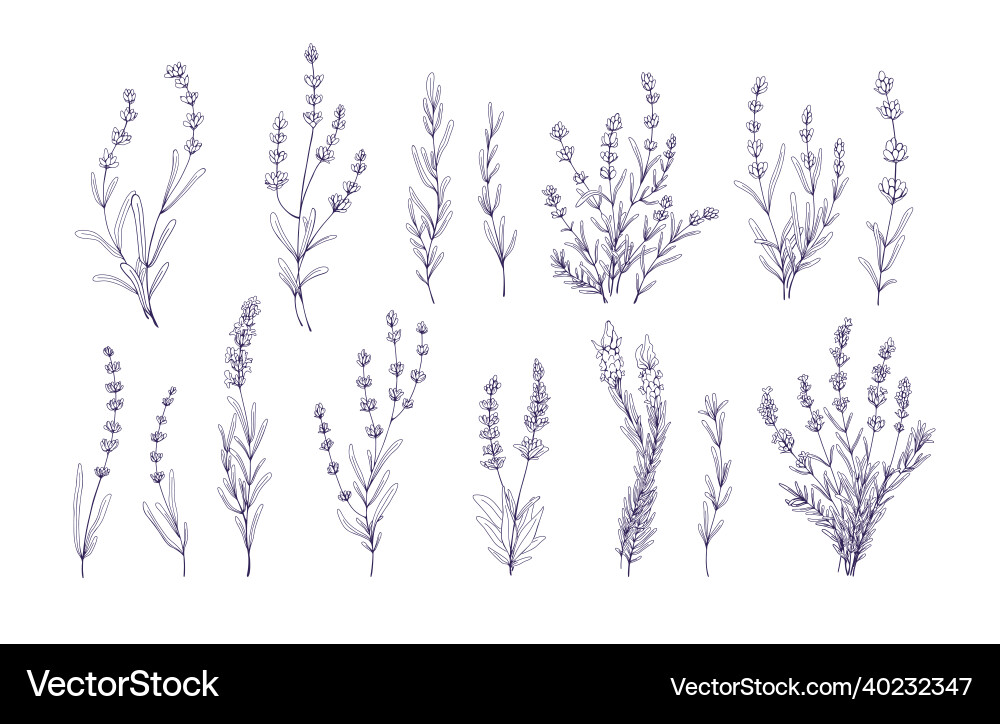 Lavanda Vector Images (over 230)