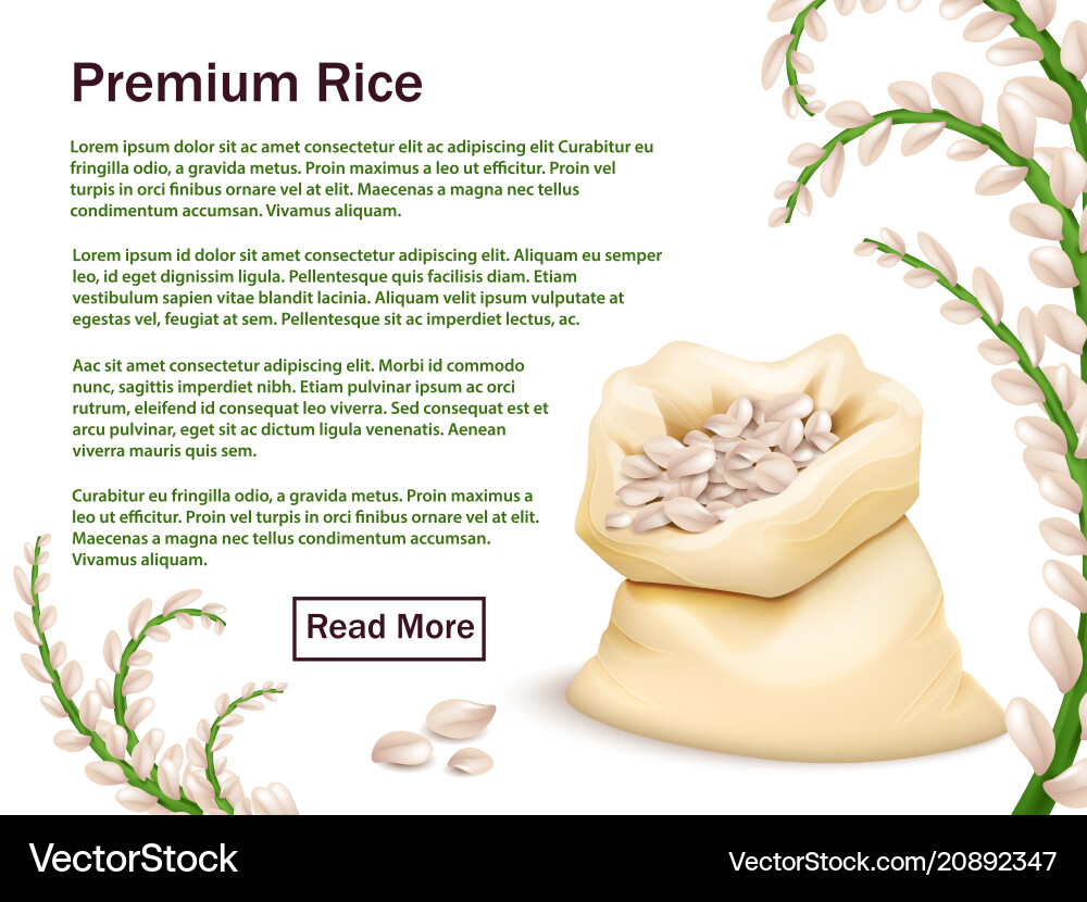 Realistic rice grains and ears Royalty Free Vector Image