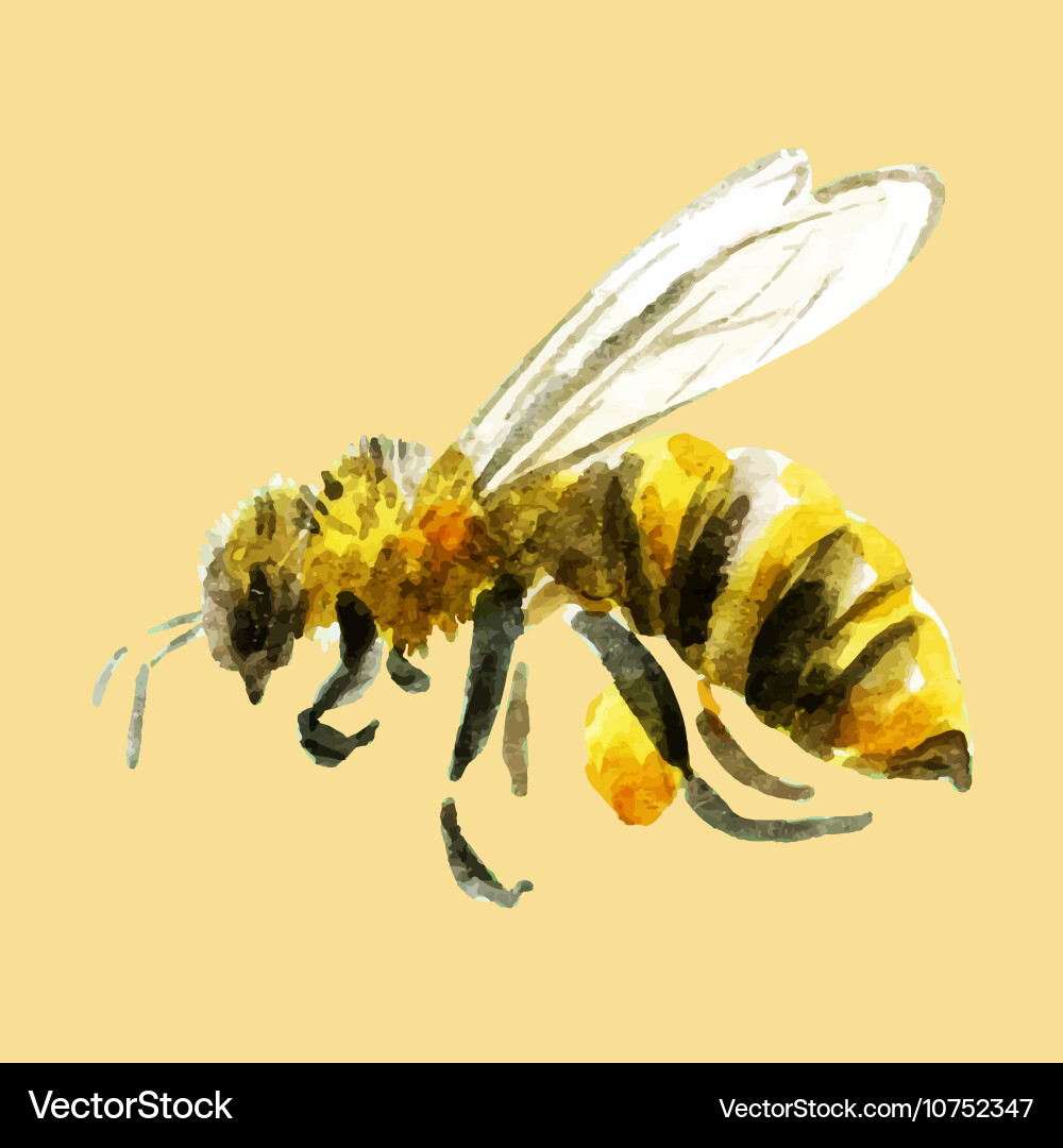 Watercolor hand drawn bee Royalty Free Vector Image