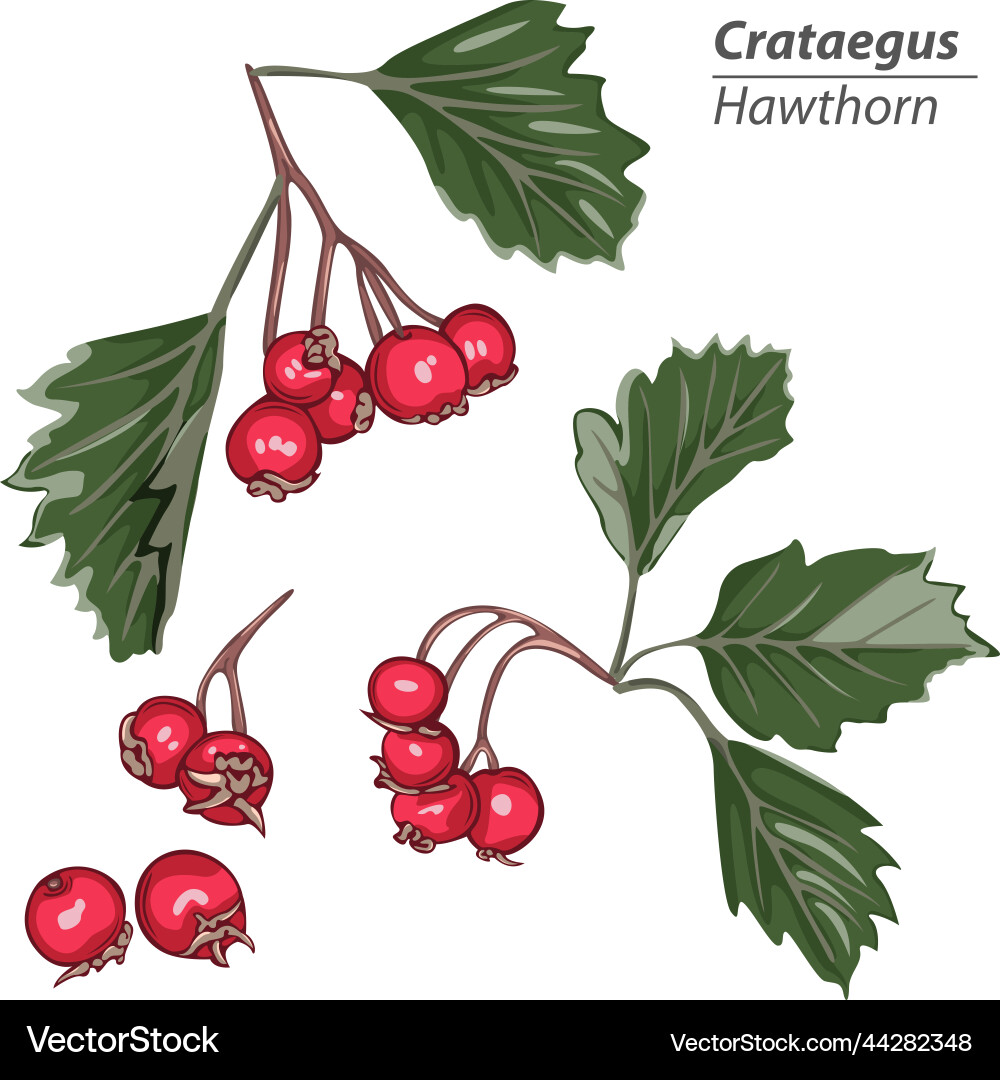 Branches of hawthorn Royalty Free Vector Image