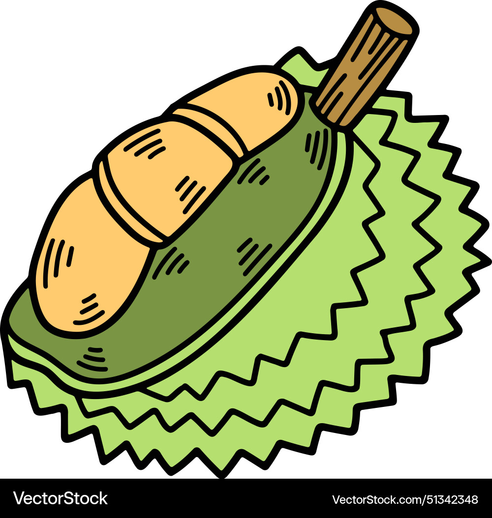 Hand drawn delicious durian in line style Vector Image