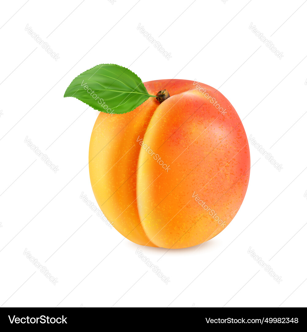 Realistic ripe raw apricot isolated whole fruit Vector Image