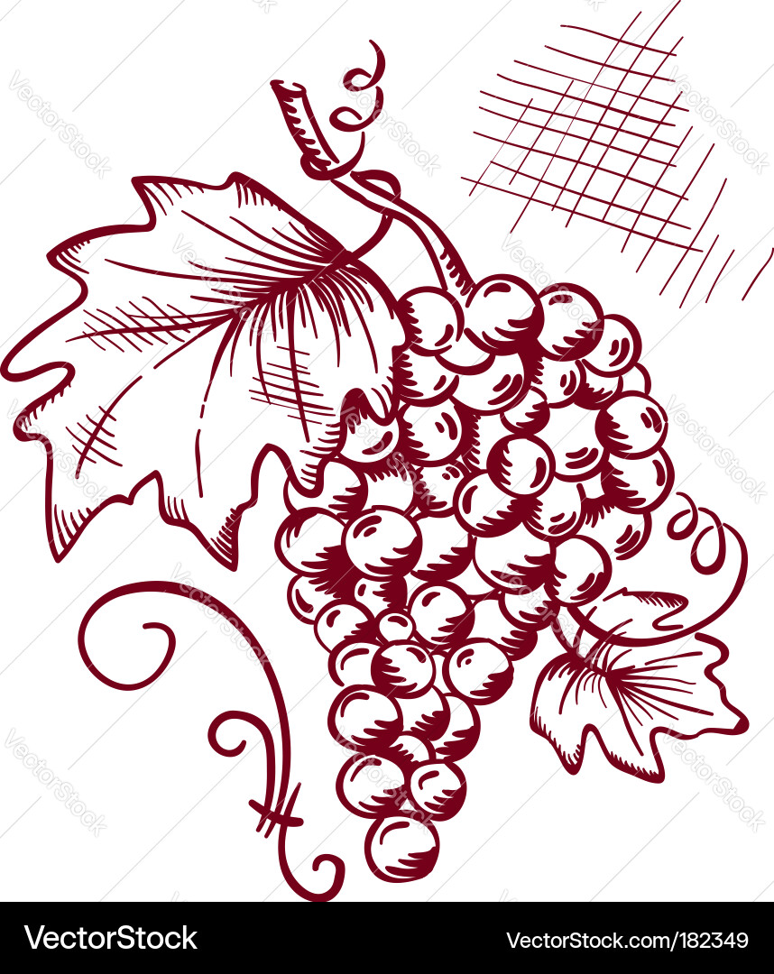 Grapevine Royalty Free Vector Image - VectorStock