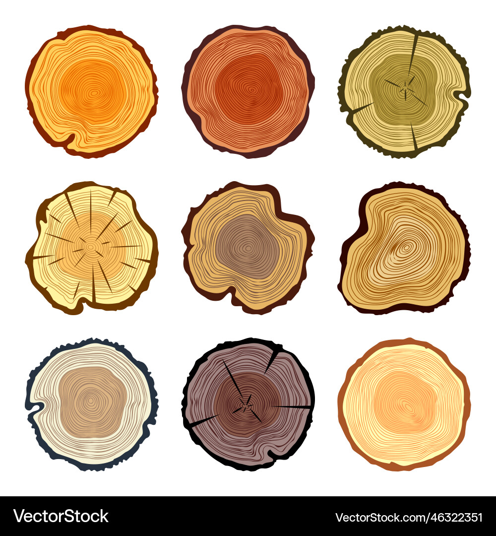 Round colorful tree trunk cuts sawn pine or oak Vector Image