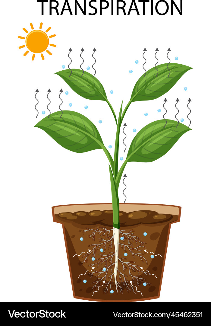 Science transpiration in plants Royalty Free Vector Image