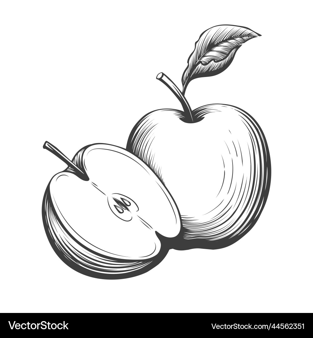 Vintage engraving apple Royalty Free Vector Image