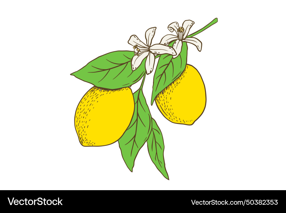 Hand drawn lemon branch with leaves and flower Vector Image
