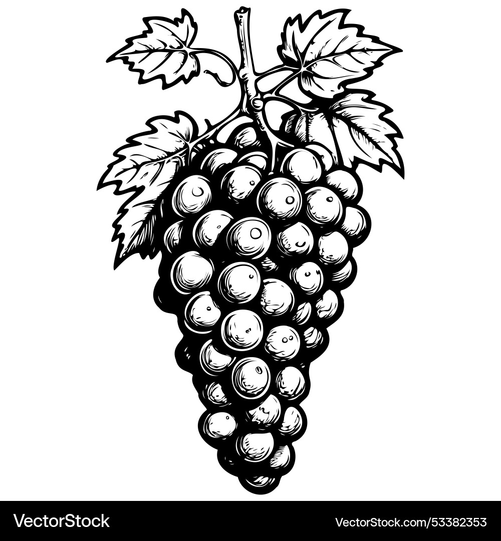 Nocera grape vintage hand drawn fruit Royalty Free Vector