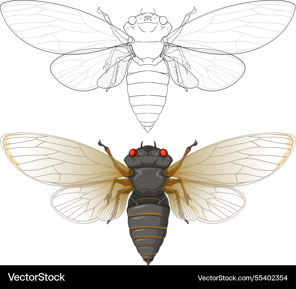 Cicada with intricate wing and body details Vector Image