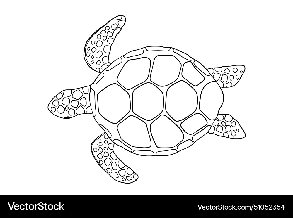 Outline swimming turtle isolated on white Vector Image