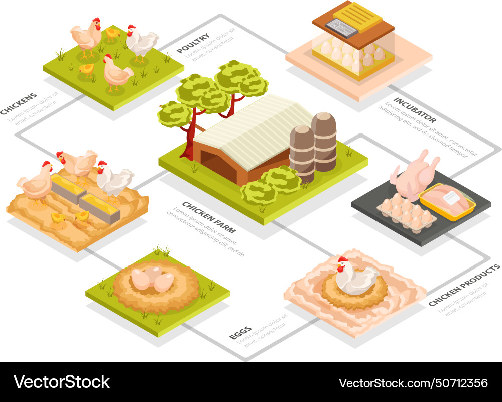 Poultry farm isometric flowchart Royalty Free Vector Image Poultry farm isometric flowchart Royalty Free Vector Image