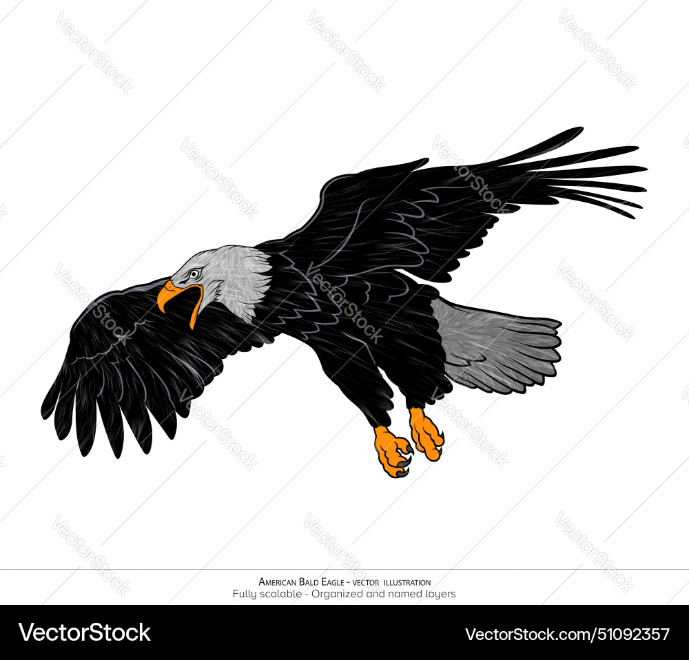 American bald eagle Royalty Free Vector Image - VectorStock