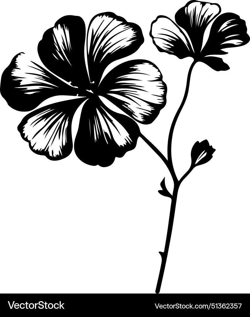 Geranium flower silhouette white background Vector Image