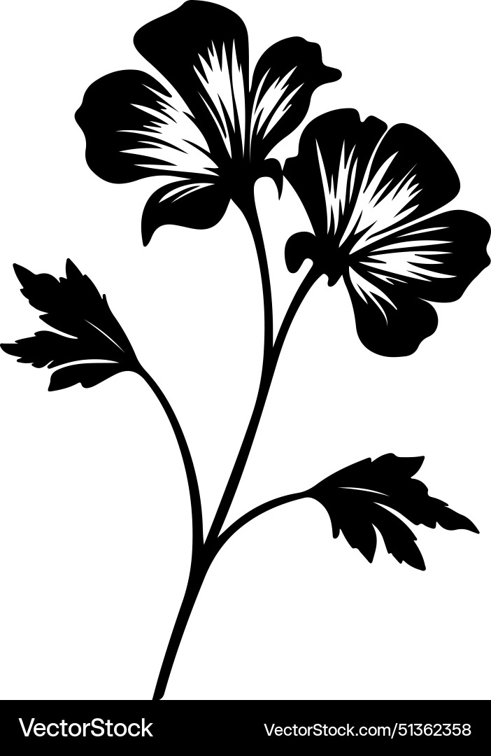 Geranium flower silhouette white background Vector Image