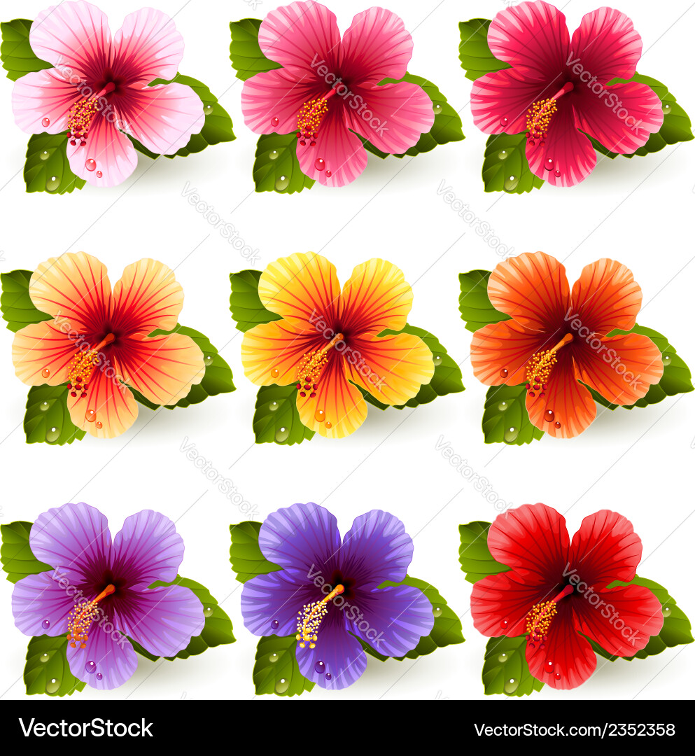Hibiscus Royalty Free Vector Image - VectorStock