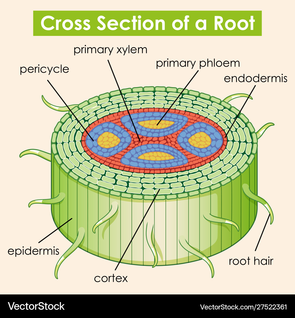 Diagram showing cross section a root Royalty Free Vector
