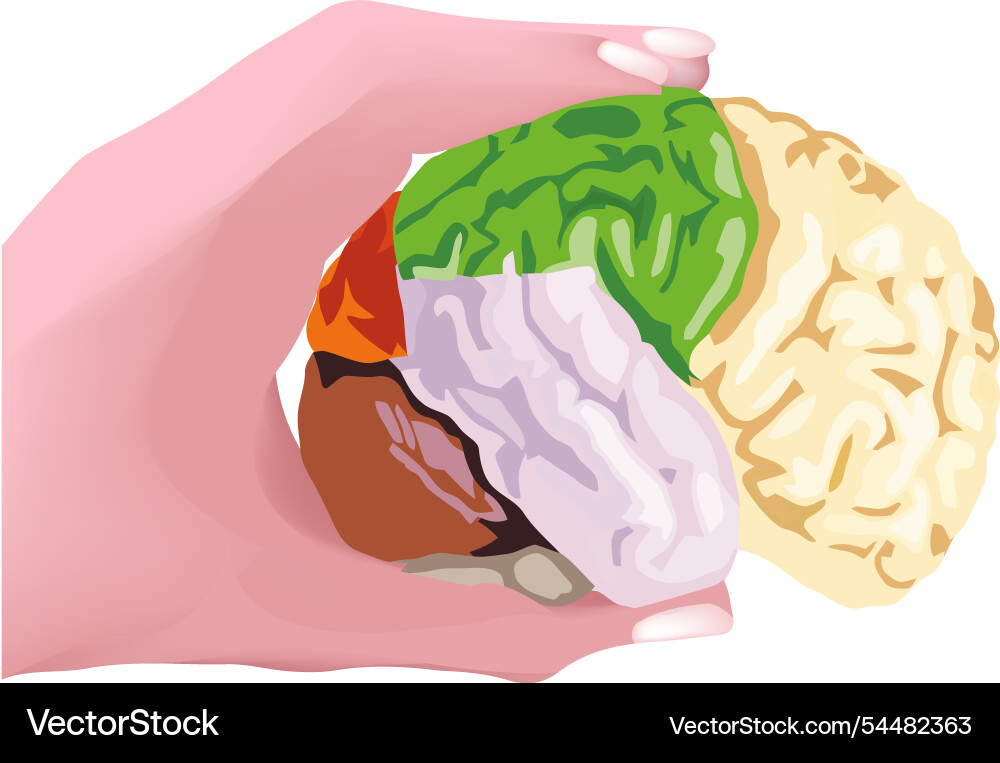 Hand holding multicolored brain representing Vector Image