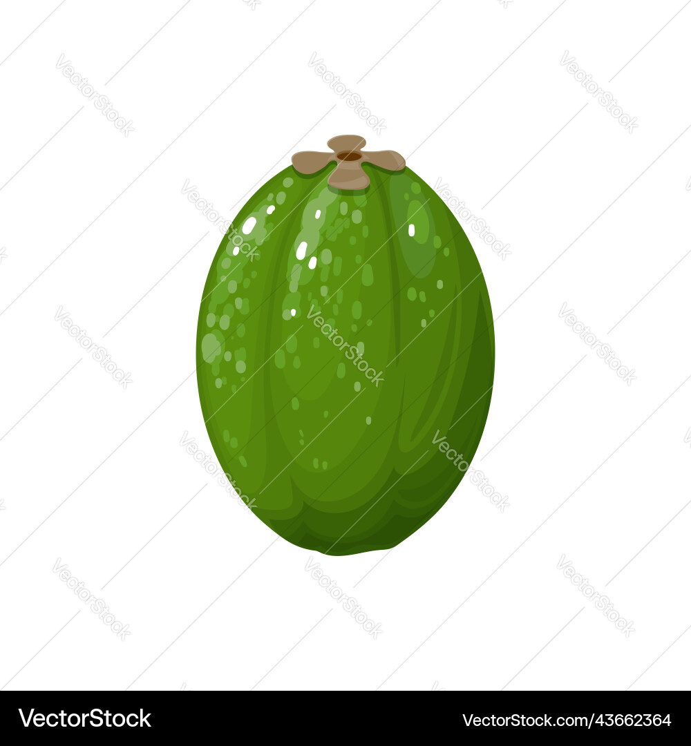 Feijoa isolated exotic brazilian fruit flat icon Vector Image