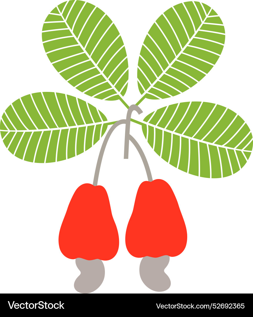Cashew nut Royalty Free Vector Image - VectorStock